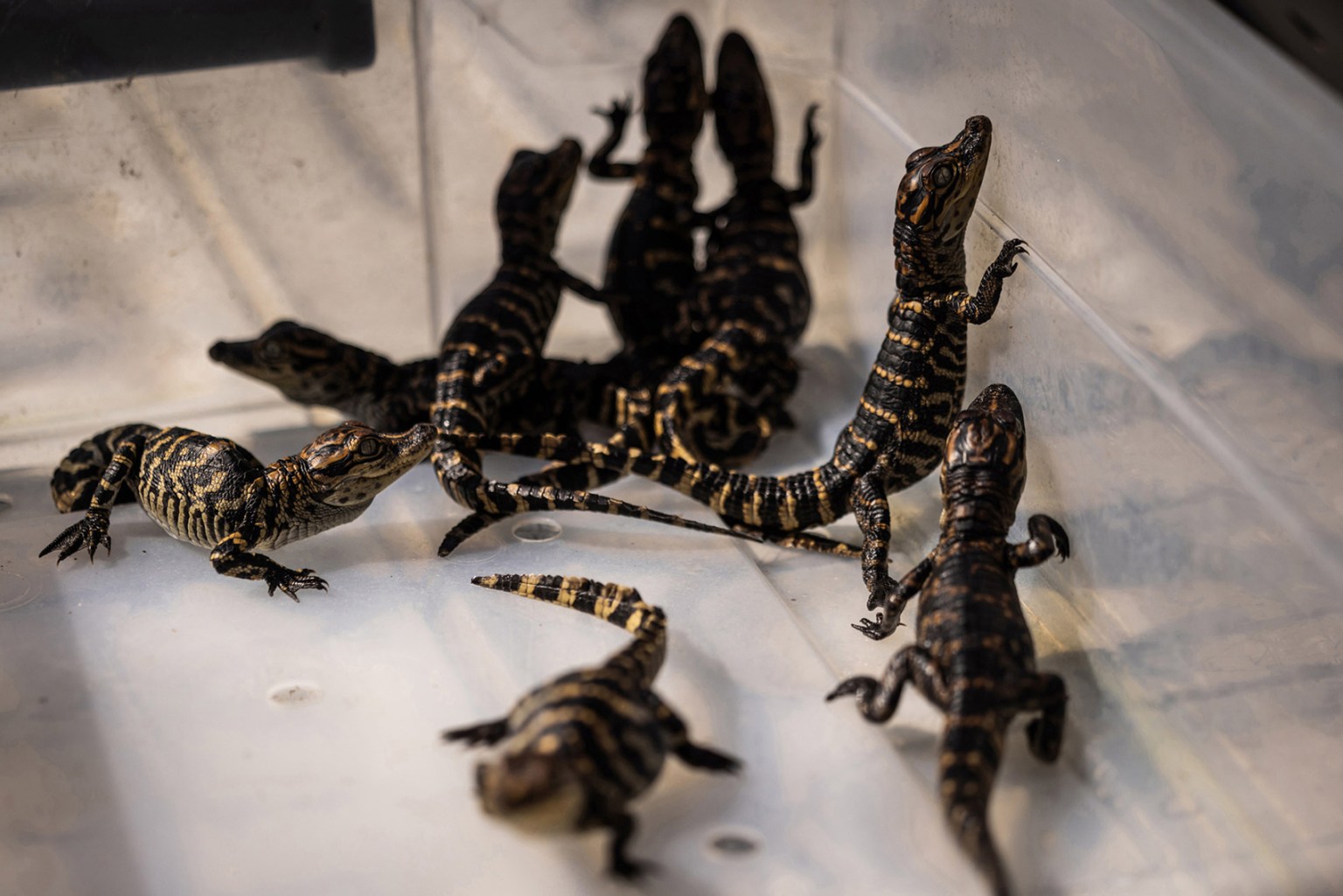 Anahuac’s Gatorfest ends with new queen, ‘big-ass gator’