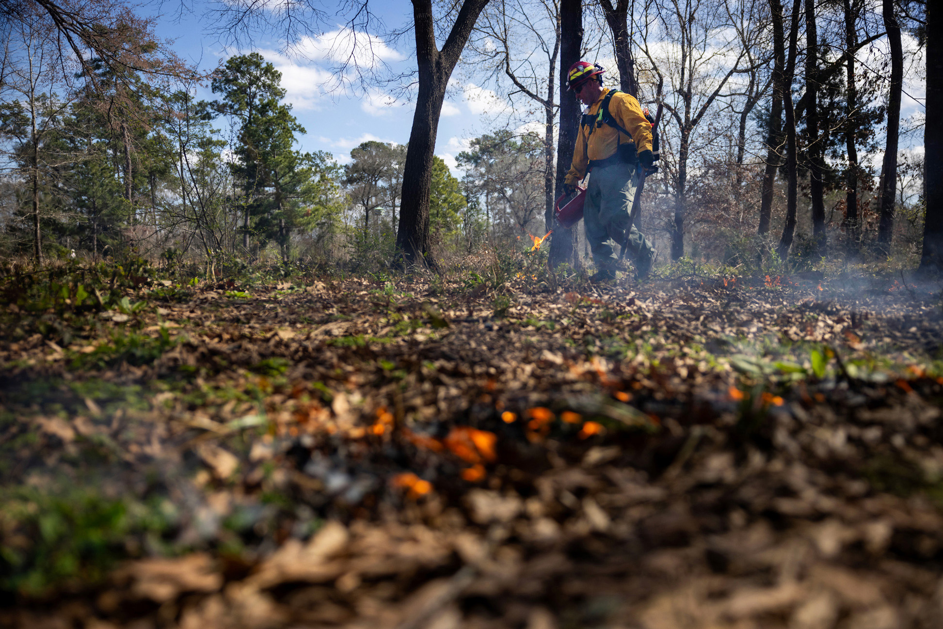 To restore its savanna, the Houston Arboretum needs to burn it first