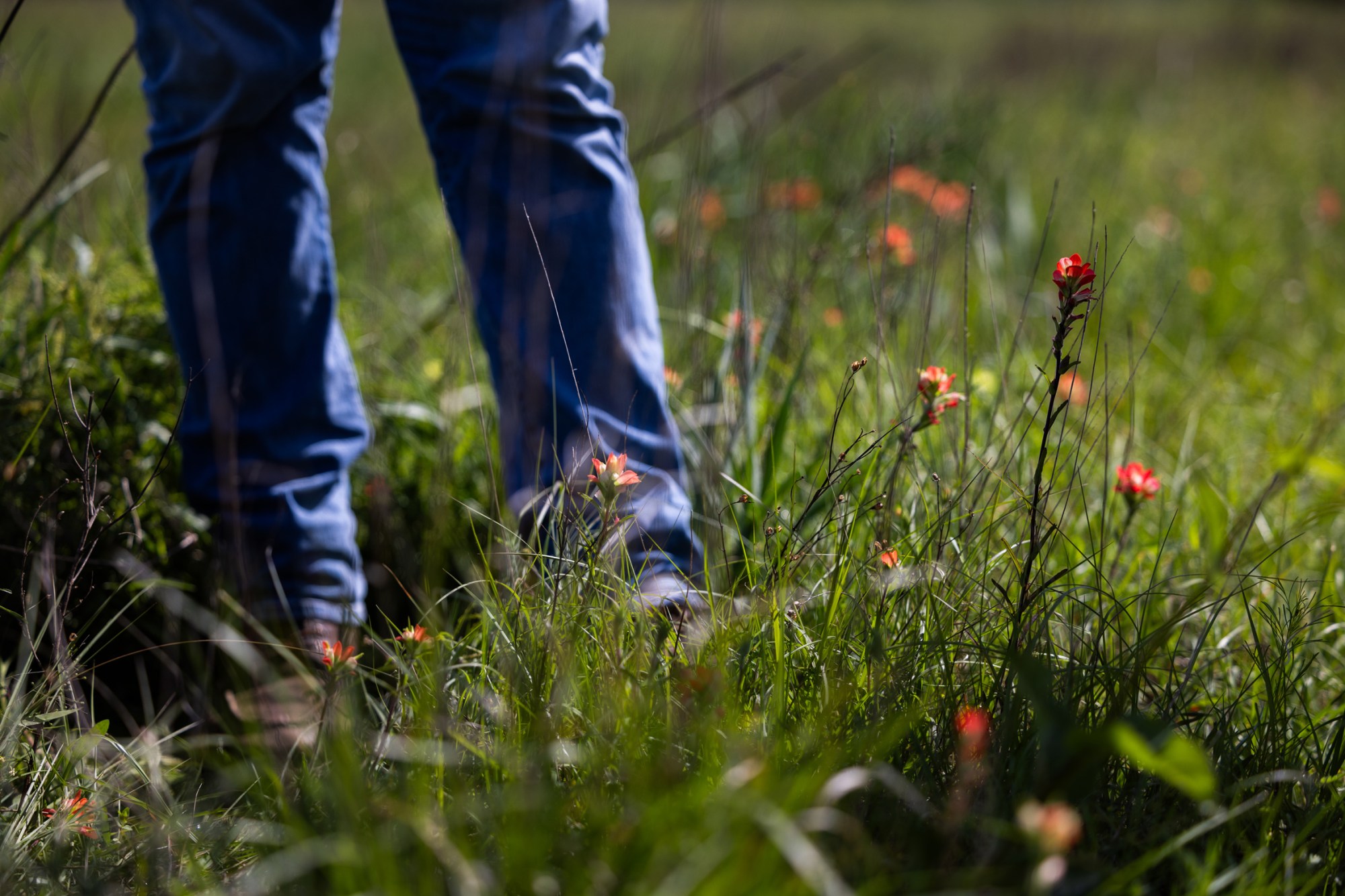 Native prairie seeds are finally returning to Houston
