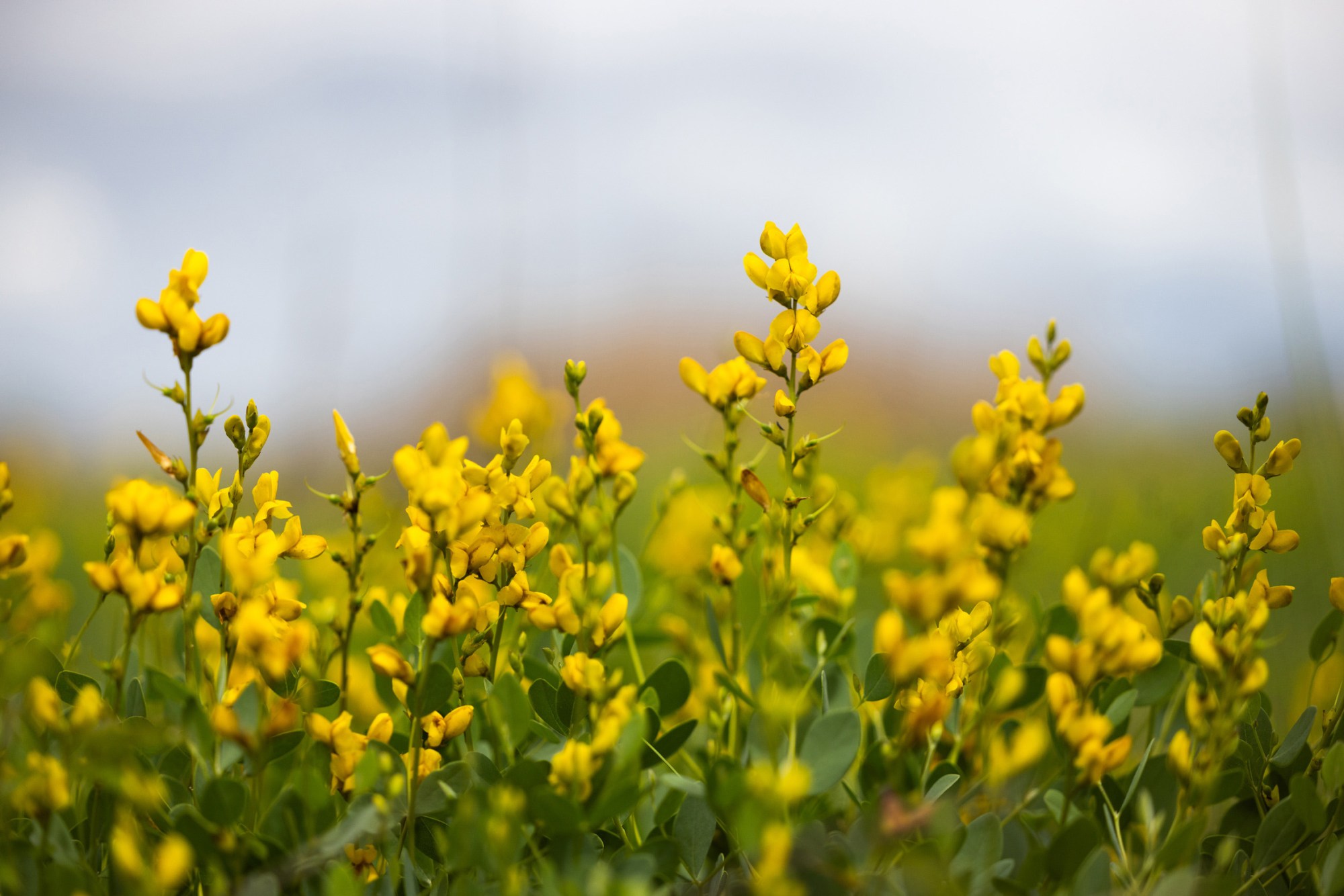 Native prairie seeds are finally returning to Houston