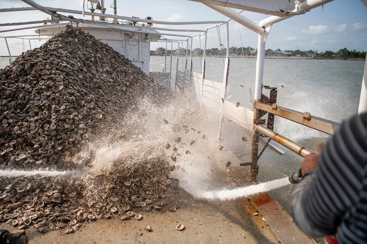Piles of old oyster shells could bring back an entire reef ecosystem