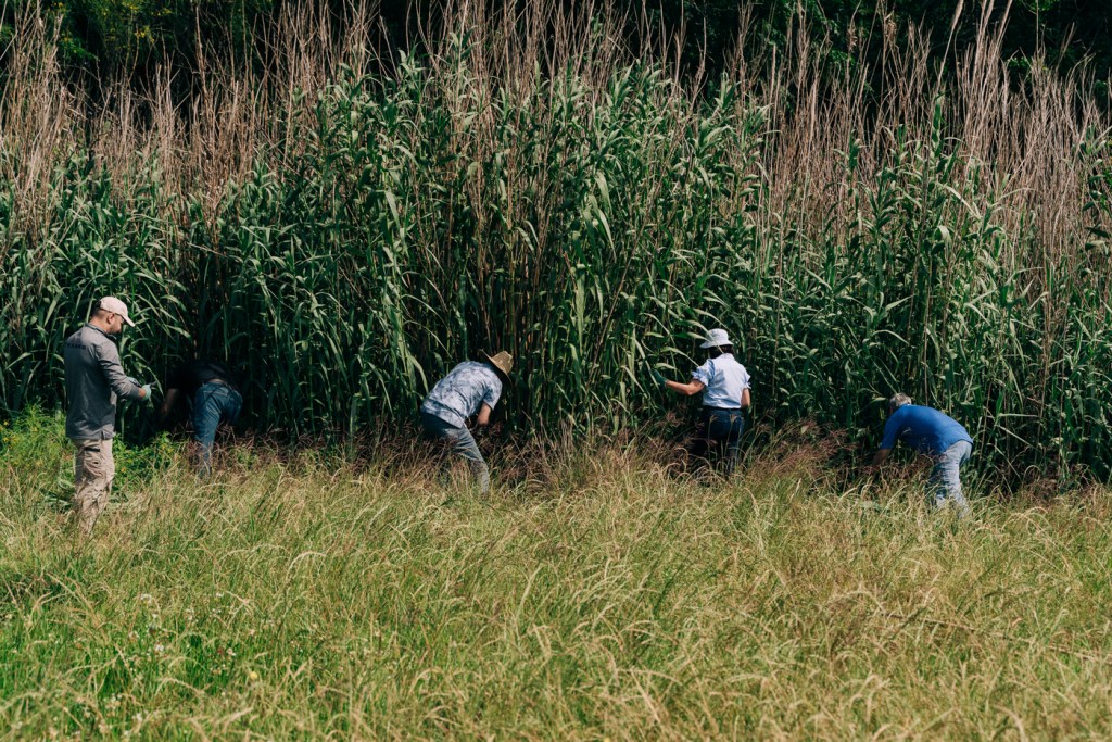 Rice University to hold classes in building made of marsh reeds