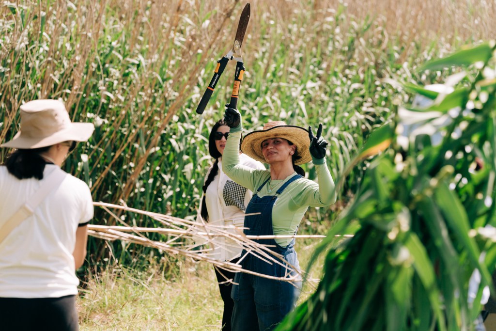 Rice University to hold classes in building made of marsh reeds