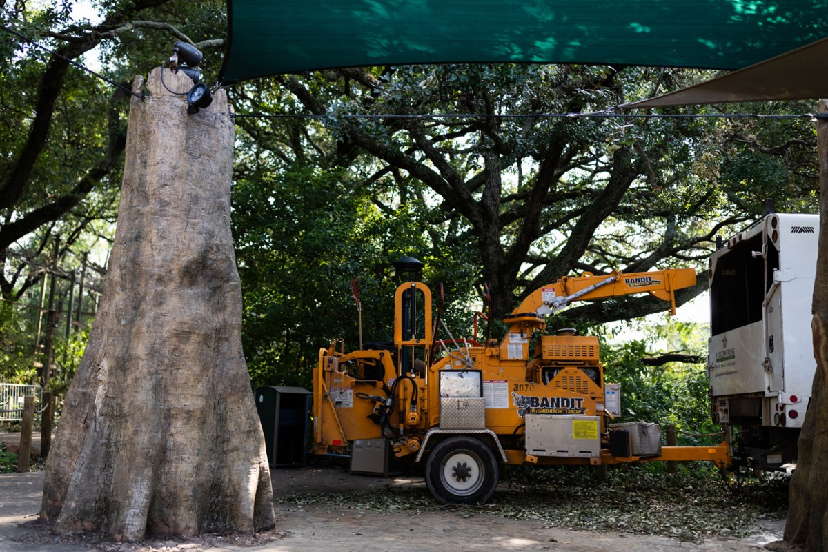 Houston Zoo works to recover after Hurricane Beryl hits city