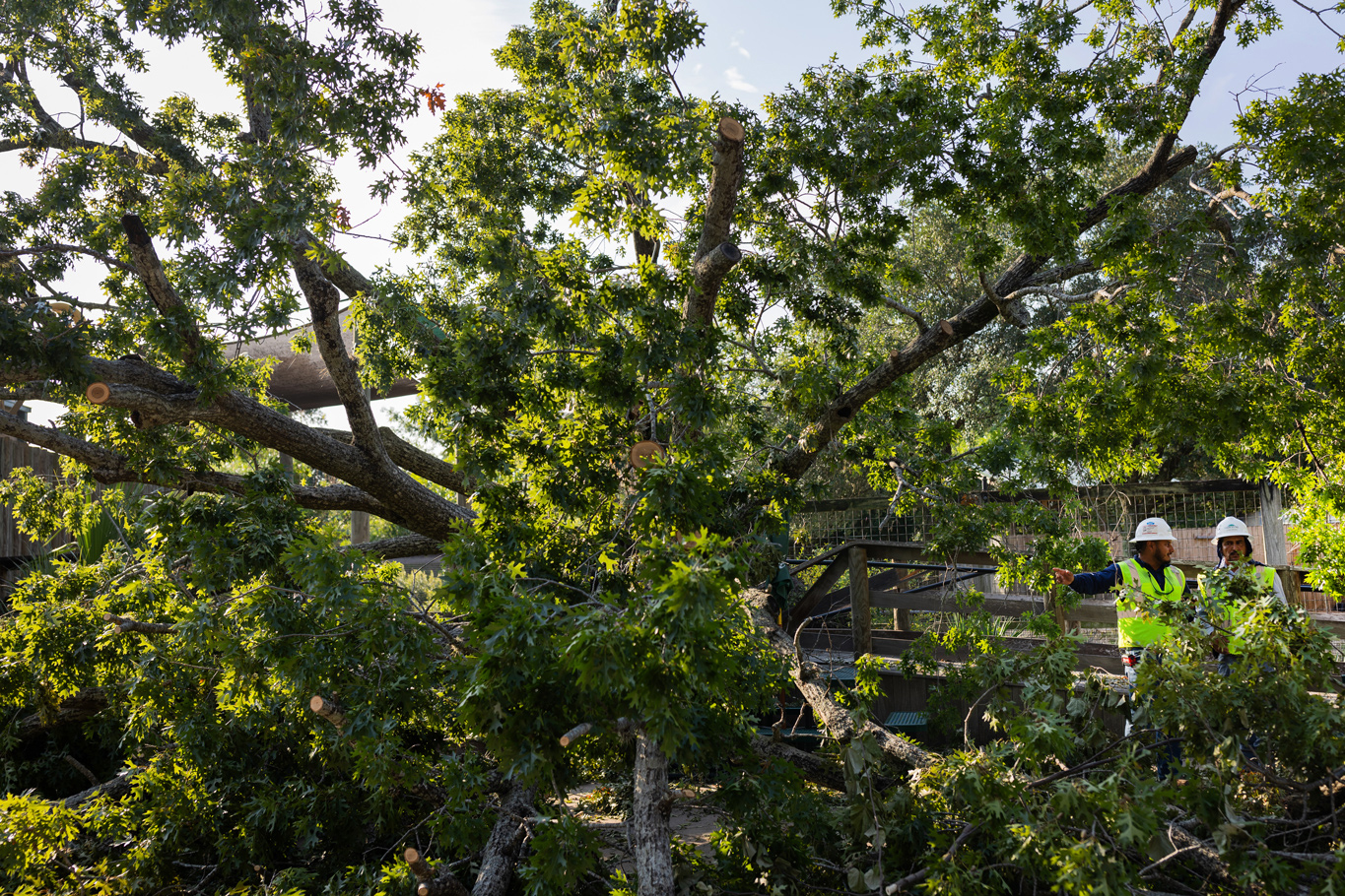 Here’s why more trees fell in Houston during Hurricane Beryl