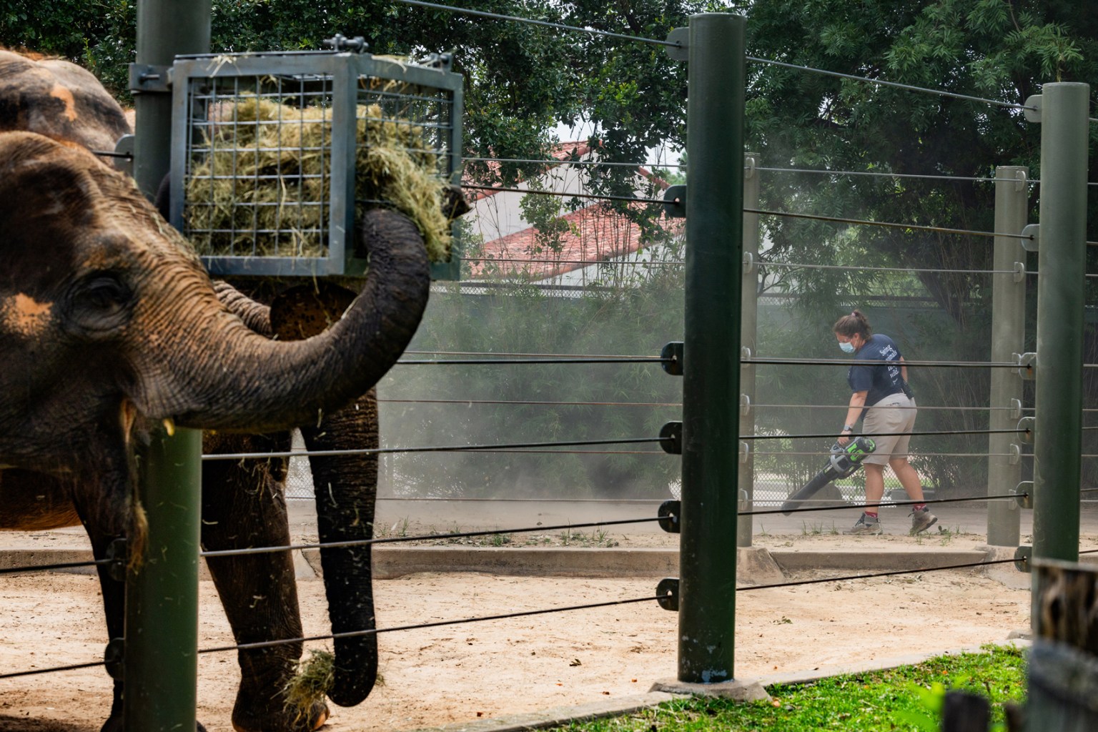 Houston Zoo works to recover after Hurricane Beryl hits city